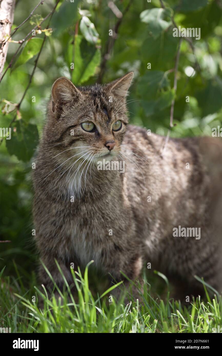 Scotish wildcat hi-res stock photography and images - Alamy