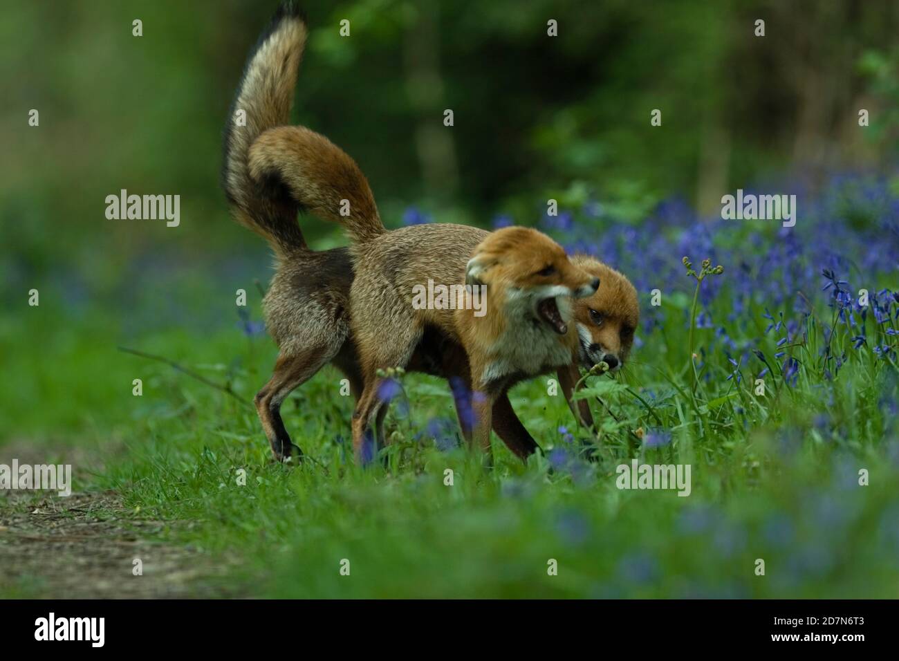 Two foxes fighting hi-res stock photography and images - Alamy