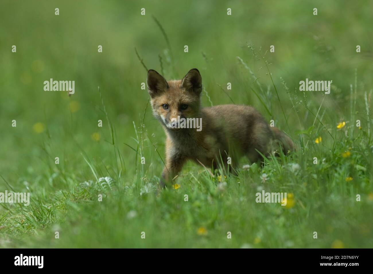 Wild Fox cub (Vulpes Vulpes) standing on Forest pathway. Hemsted Forest ...