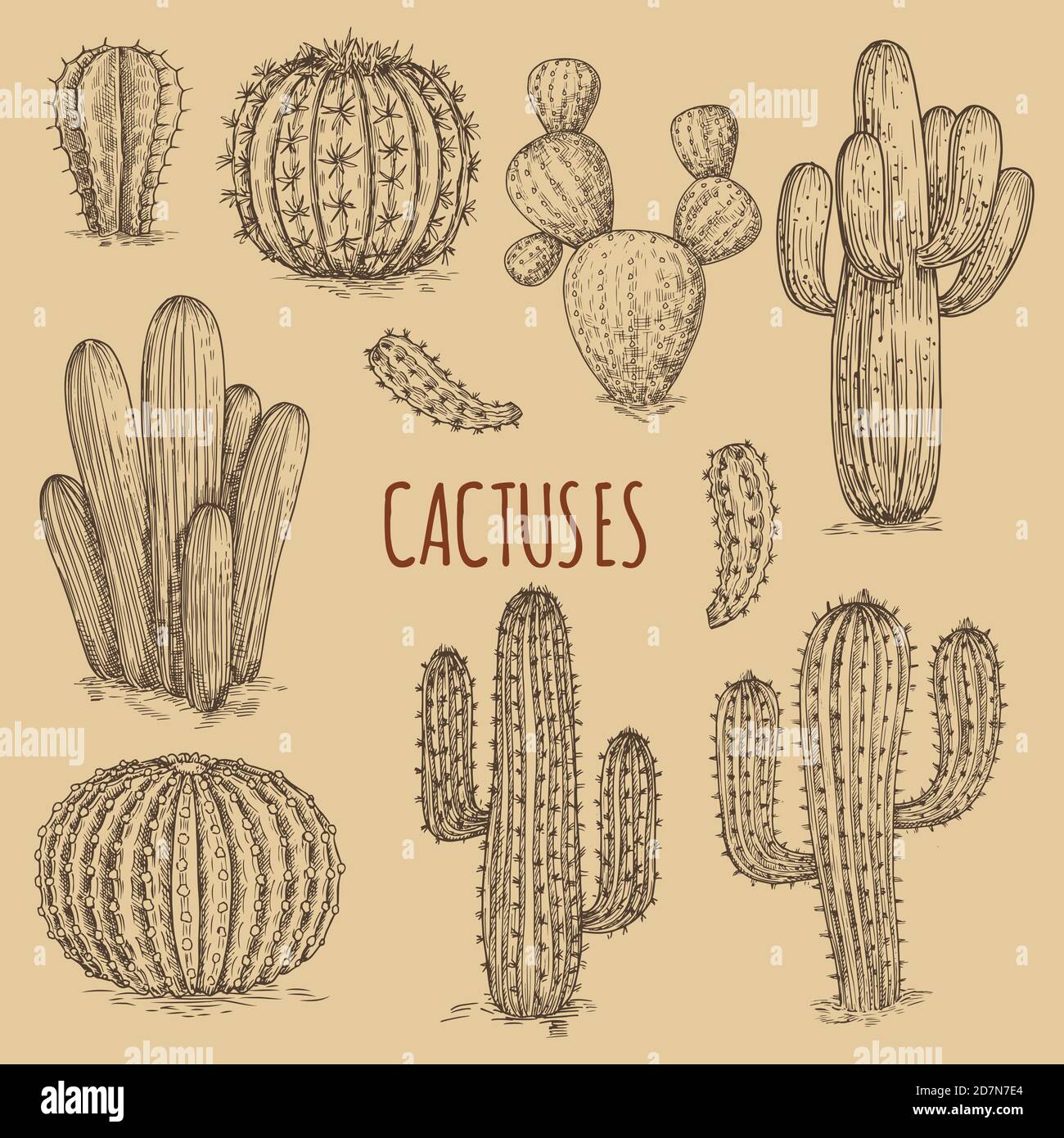 Hand drawn cactuses vintage vector of collection. Plant cactus doodle, sketch succulent cacti ...