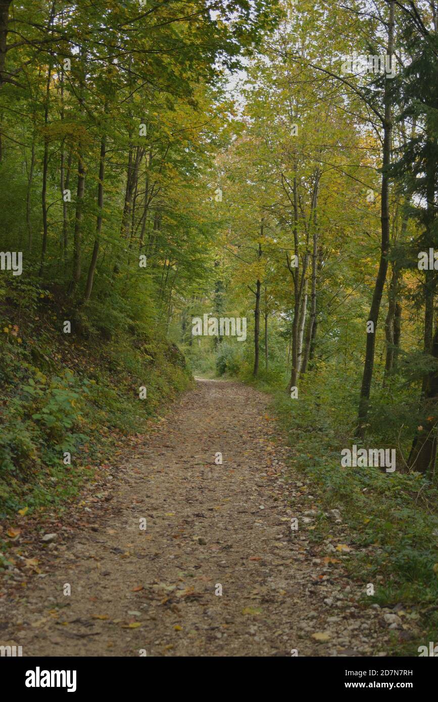 Relaxing walk through the forest Stock Photo - Alamy