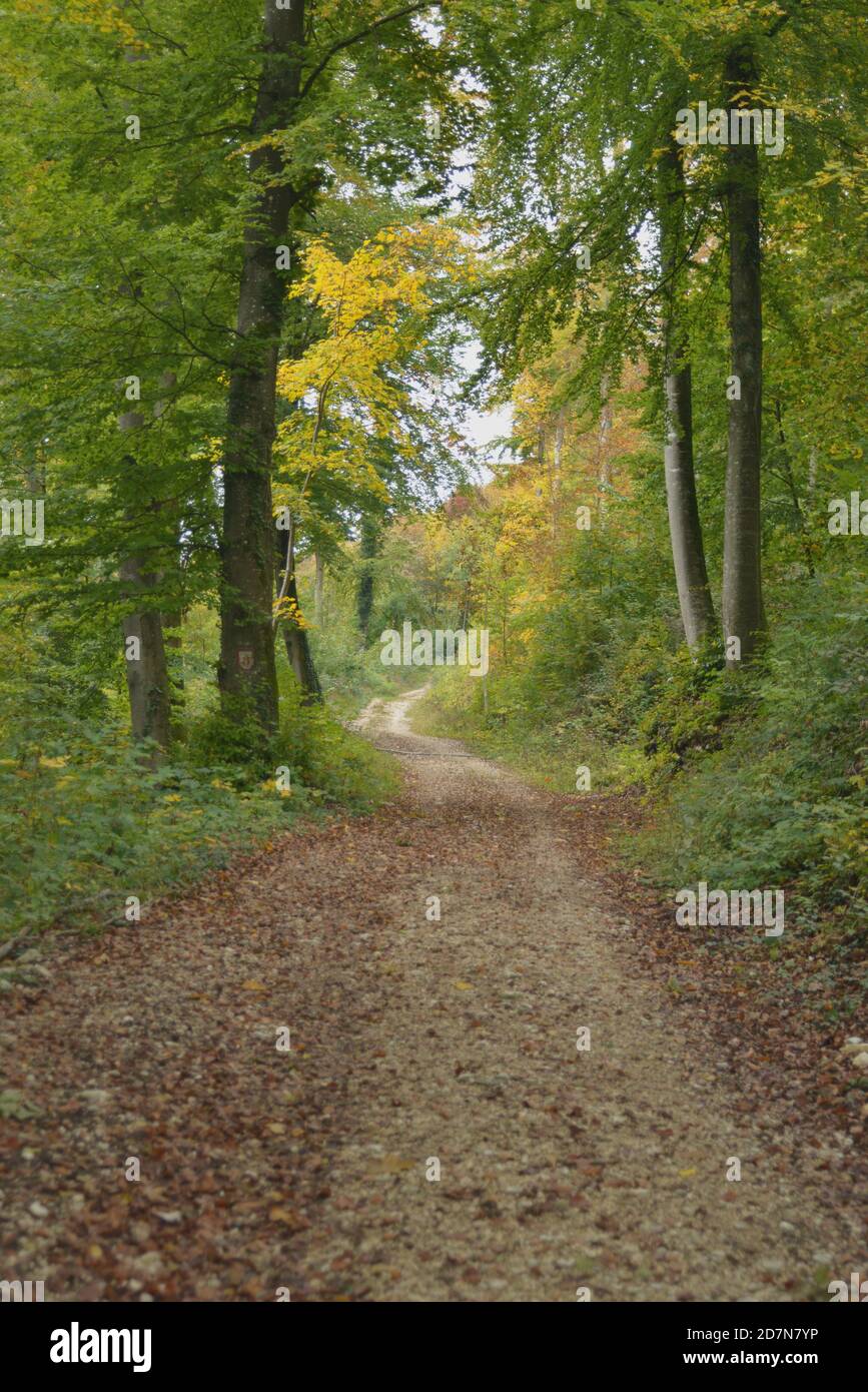 Relaxing walk through the forest Stock Photo - Alamy