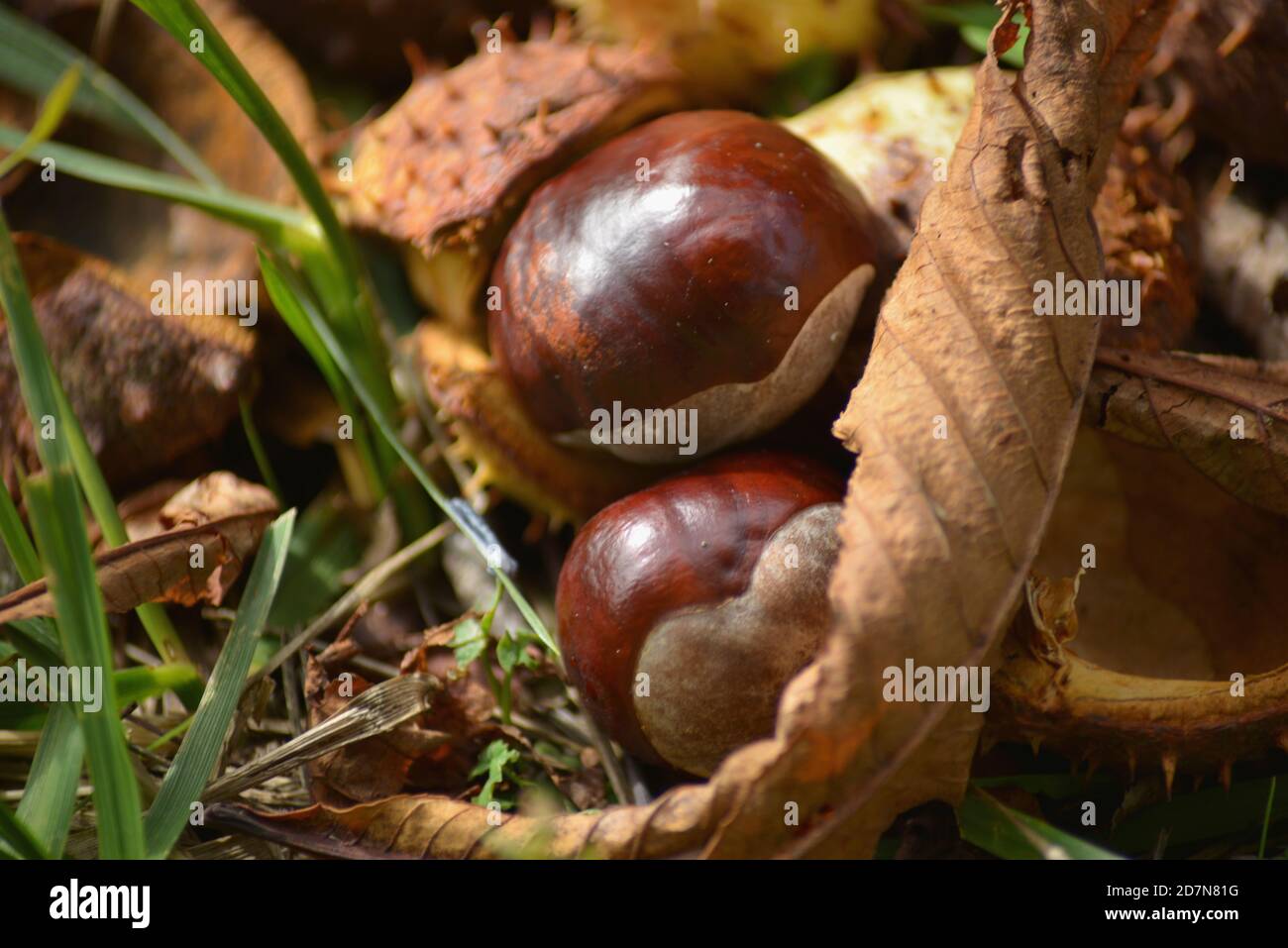 The autumn fruit the chestnut in all its glory Stock Photo - Alamy