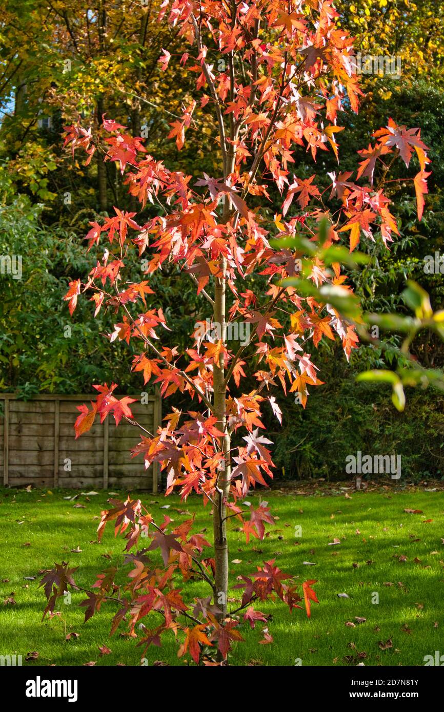 Liquidambar styraciflua worplesdon hi-res stock photography and images - Alamy