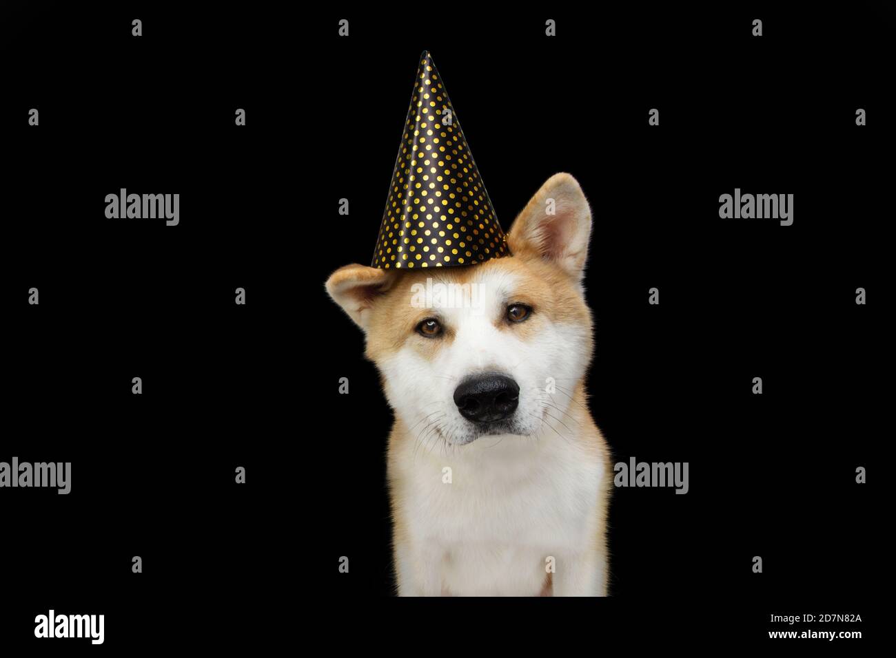 Cute akita dog puppy celebrating new year, birthday, carnival wearing a ...