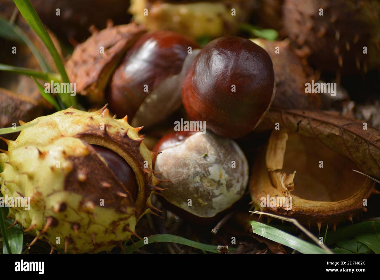 The autumn fruit the chestnut in all its glory Stock Photo - Alamy