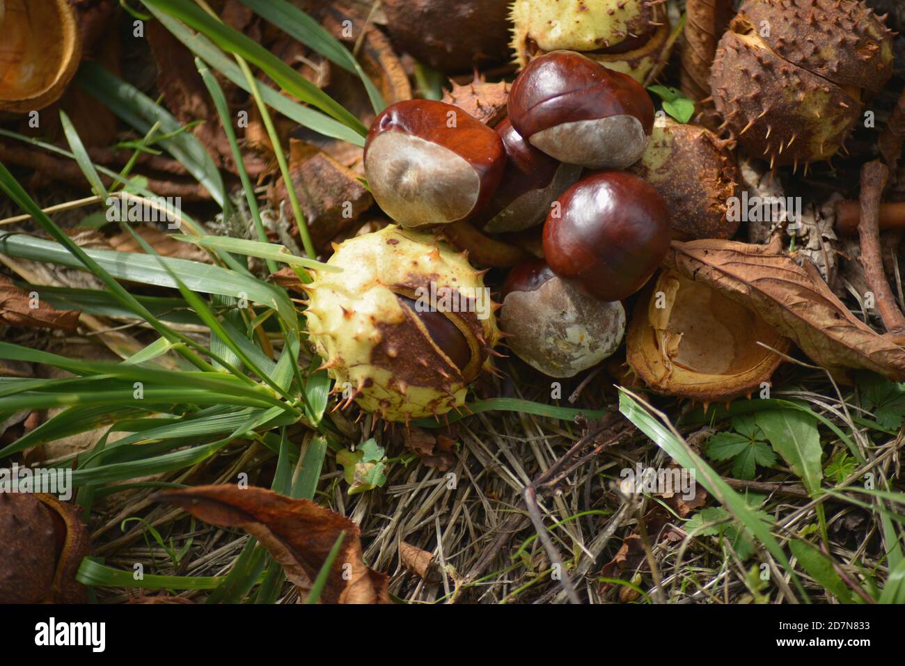 The autumn fruit the chestnut in all its glory Stock Photo - Alamy