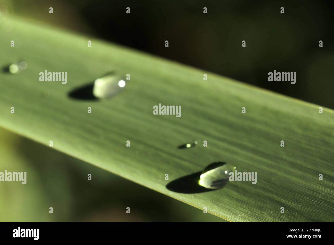 Corn Leaf Cell High Resolution Stock Photography and Images - Alamy