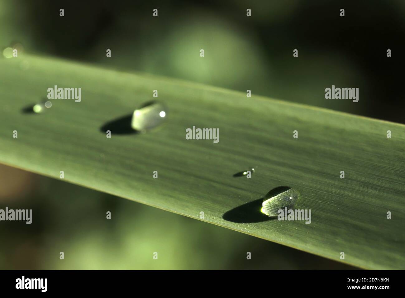 Corn Leaf Cell High Resolution Stock Photography and Images - Alamy