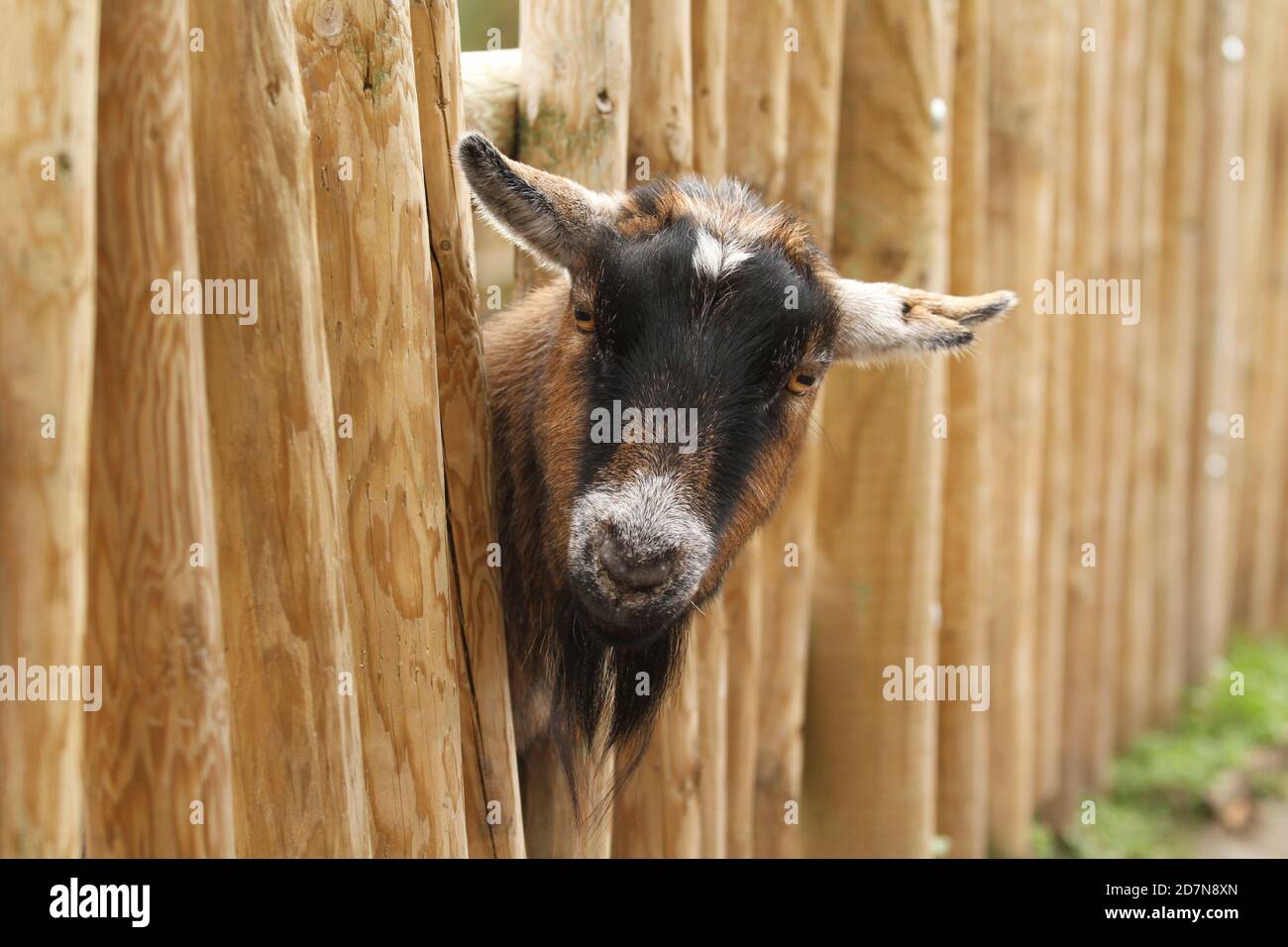Cheeky Pygmy Goat with Head Through Railings Stock Photo - Alamy