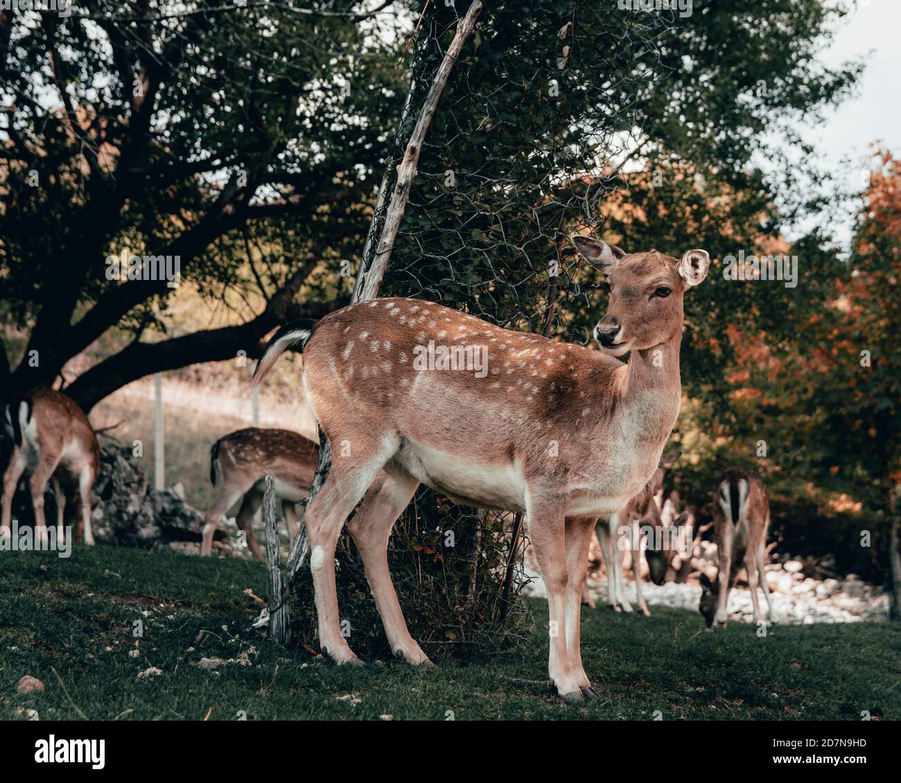 Cute deer face cartoon hi-res stock photography and images - Alamy