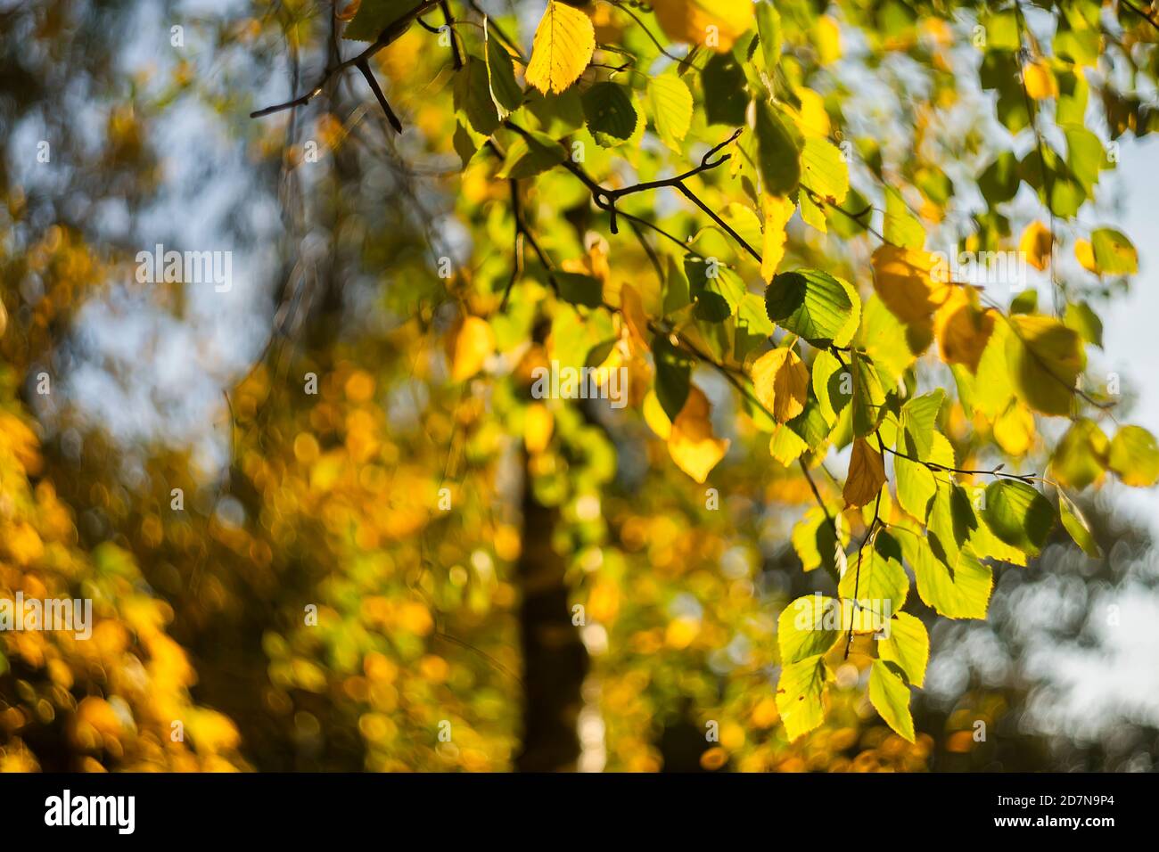 Autumn elm in yellow color with leaves and bokeh Stock Photo - Alamy