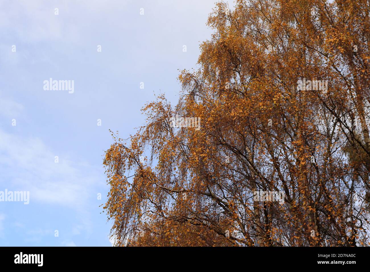 Autumn leaves and sky Stock Photo - Alamy