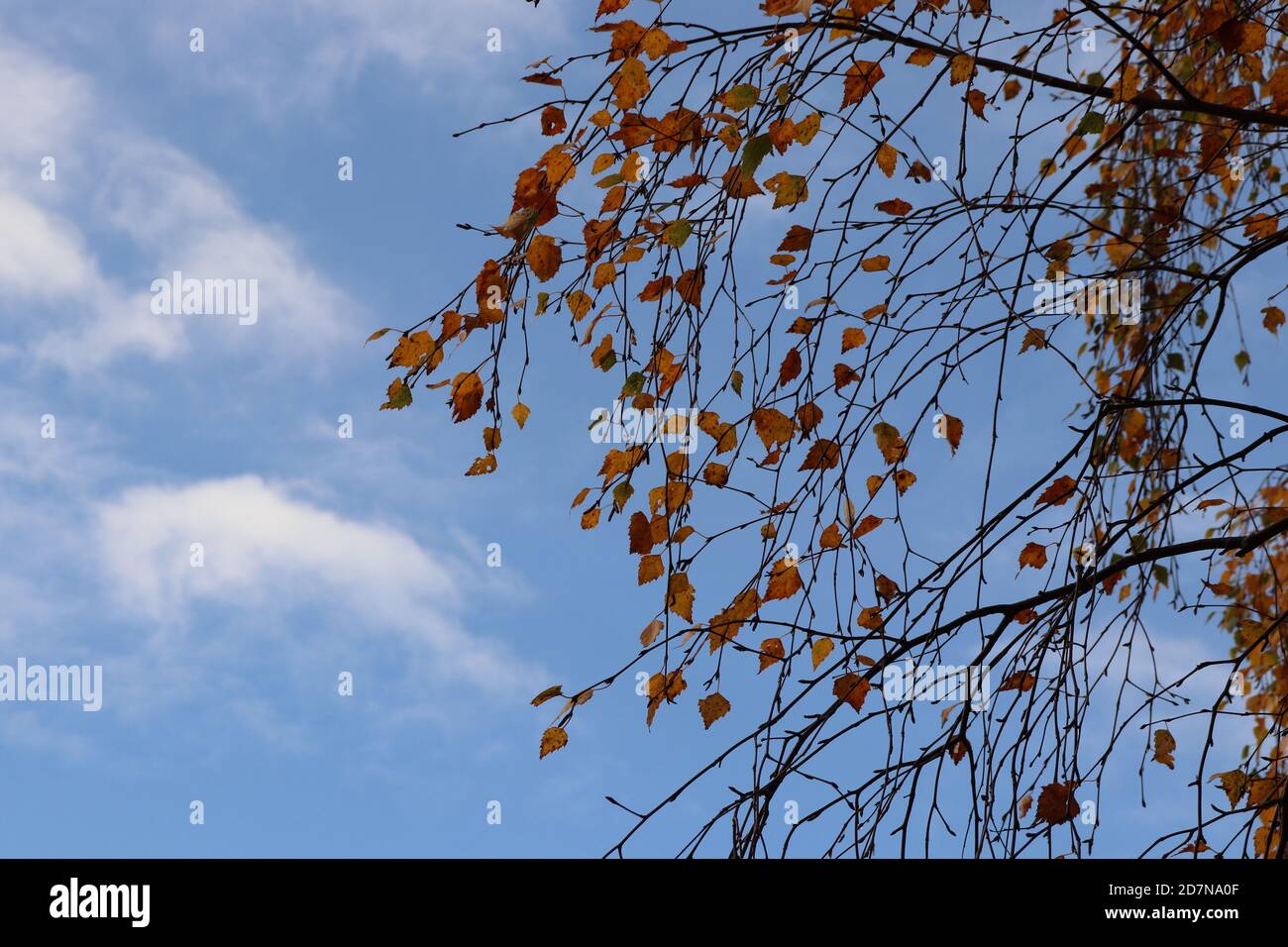 Autumn leaves and sky Stock Photo - Alamy