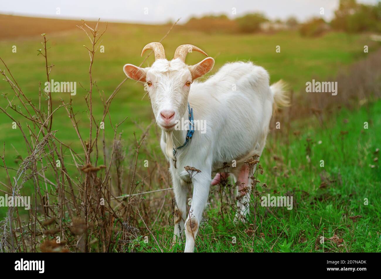 White horned goat grazes hi-res stock photography and images - Alamy