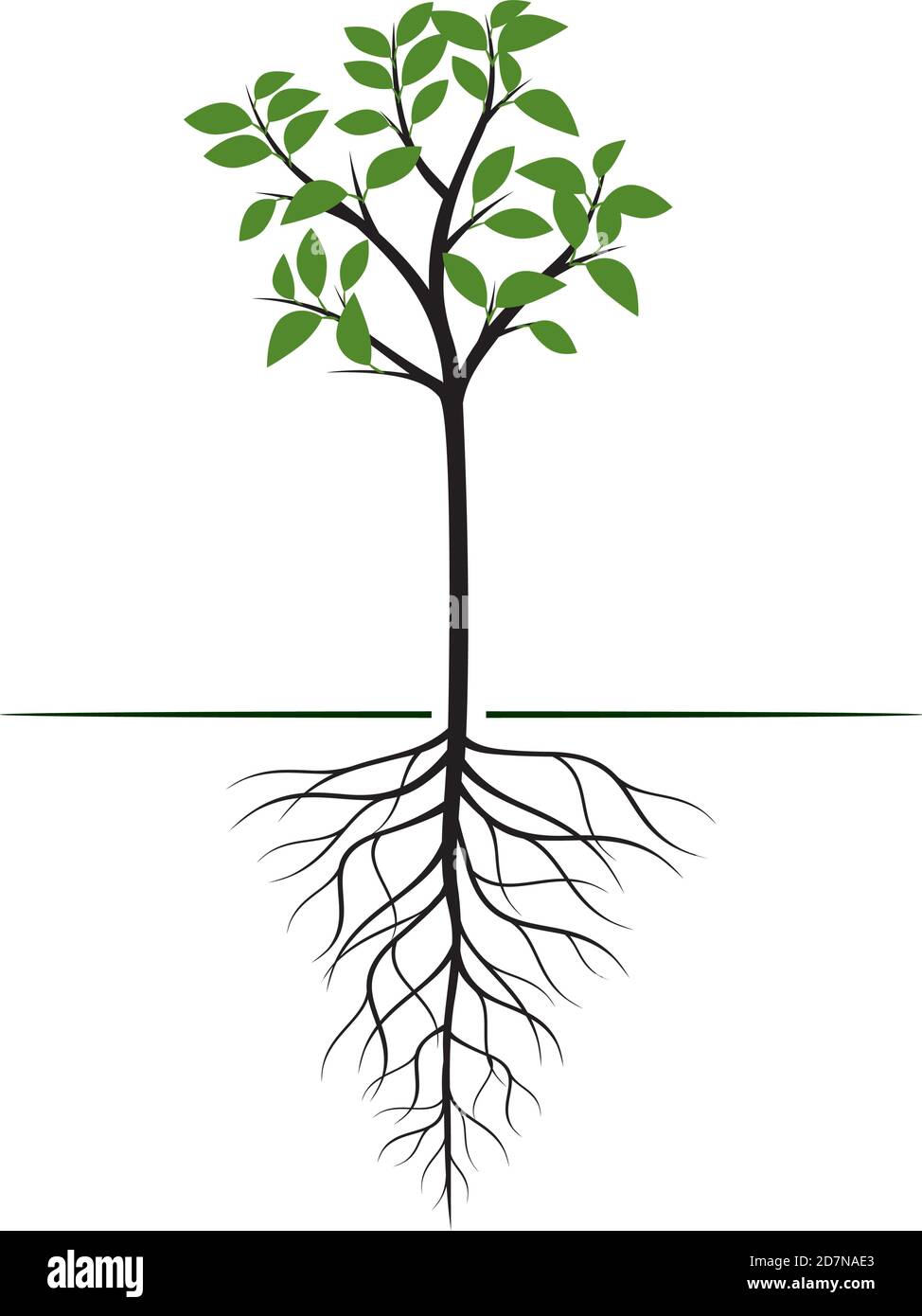 Green shape of Tree with Leaves and Roots. Vector outline Illustration ...
