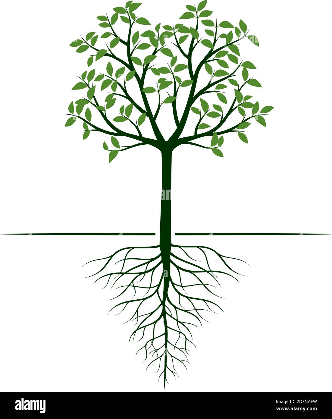 Tree roots pattern hi-res stock photography and images - Alamy