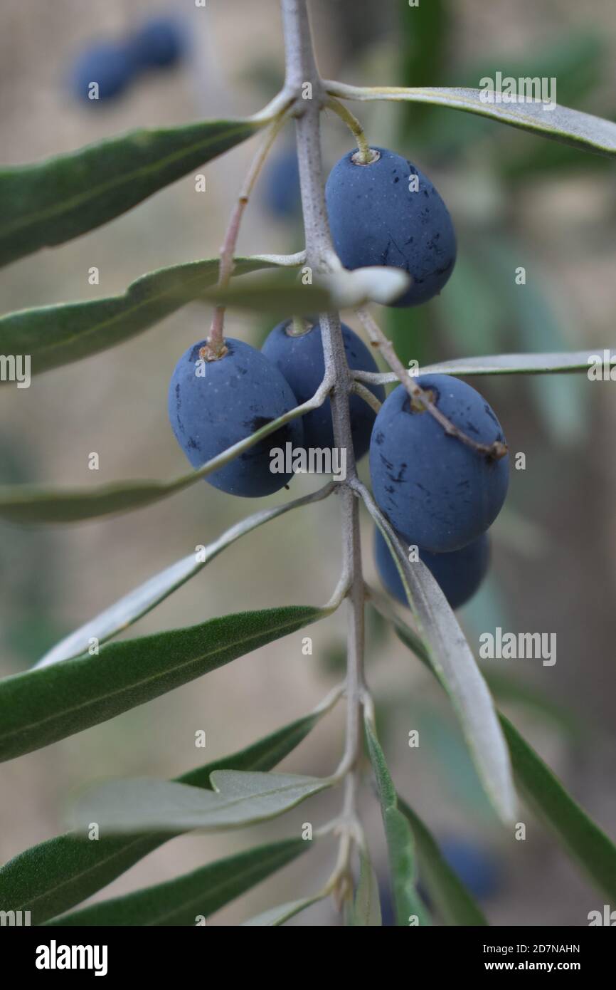 The simply olives shaped nicely in Tuscany Italy Stock Photo - Alamy