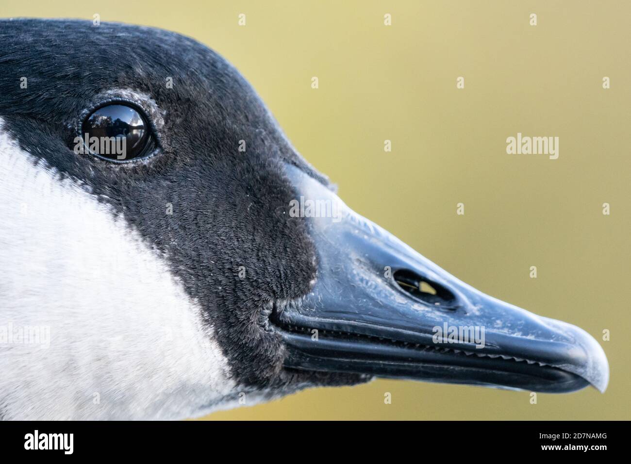 Canada goose (branta canadensis) closeup image of head side profile. A ...