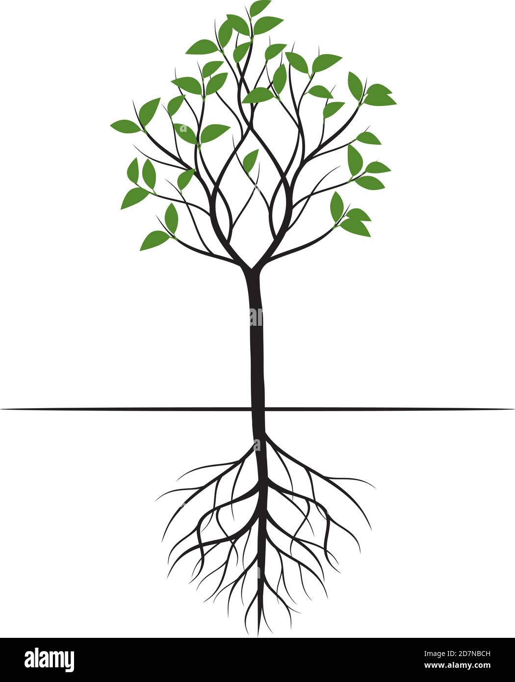 Tree roots pattern hi-res stock photography and images - Alamy