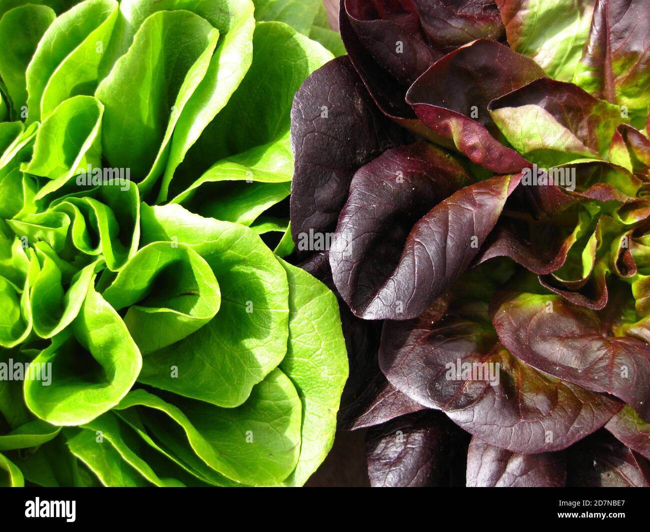 Lollo bianco hi-res stock photography and images - Alamy