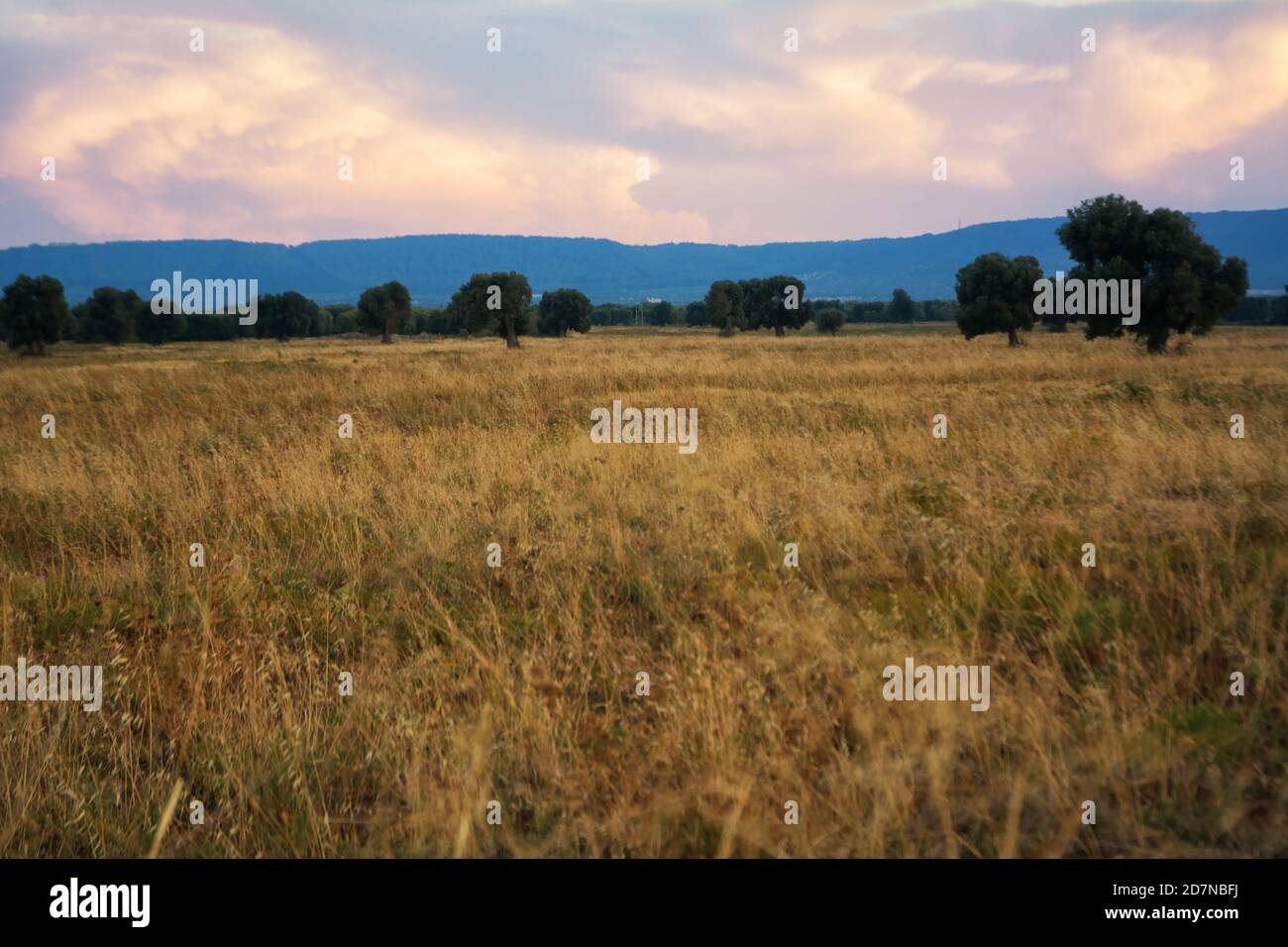 Apulian countryside in the plain of Fasano's centuries-old olive trees ...