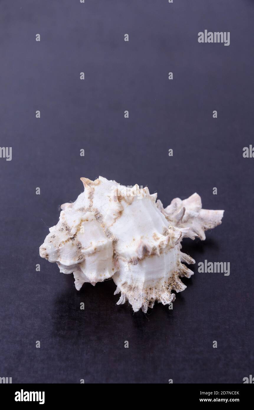 Pelecypoda High Resolution Stock Photography and Images - Alamy