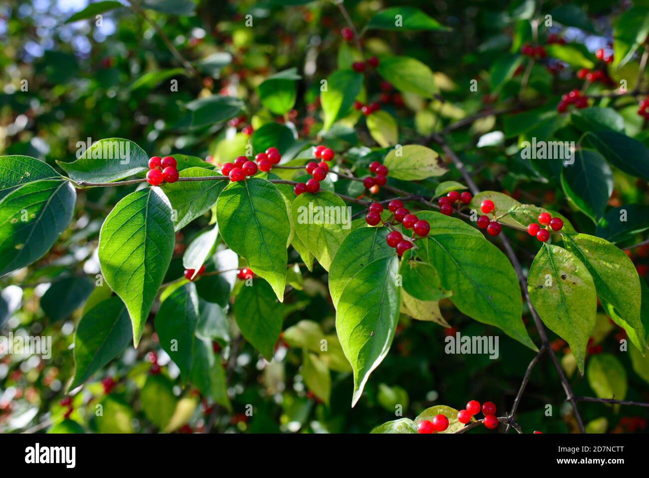 Red Shiny Berries With Green Leaves Dark Background Stock Photo - Alamy