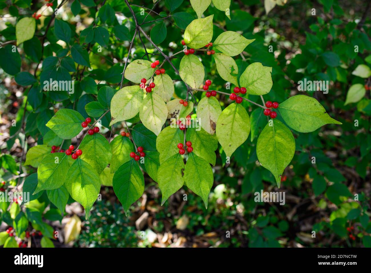 Red Shiny Berries With Green Leaves Dark Background Stock Photo - Alamy