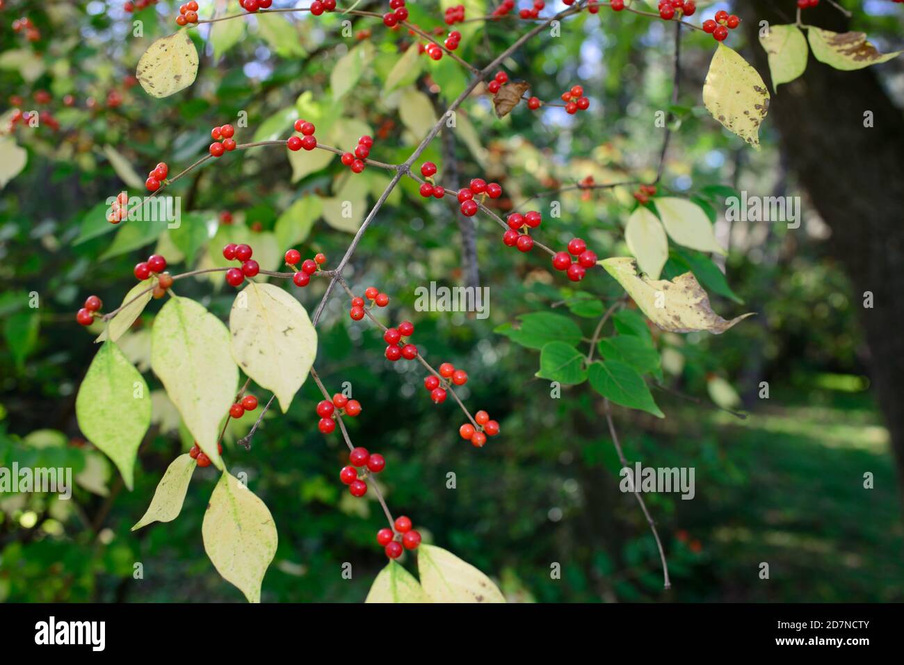 Red Shiny Berries With Green Leaves Dark Background Stock Photo - Alamy