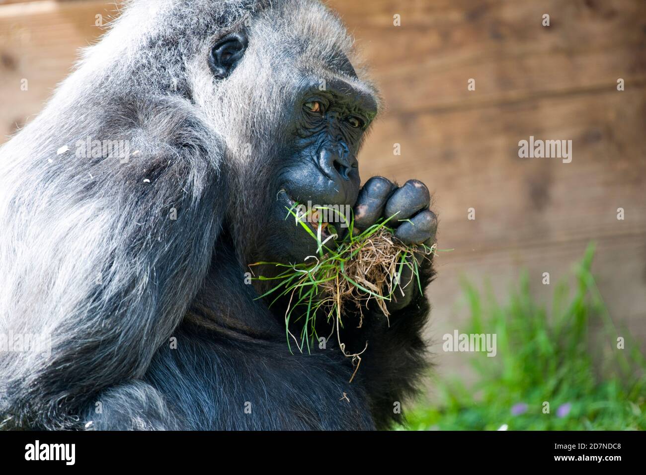 Western Lowland Gorilla Eating Grass Stock Photo - Alamy