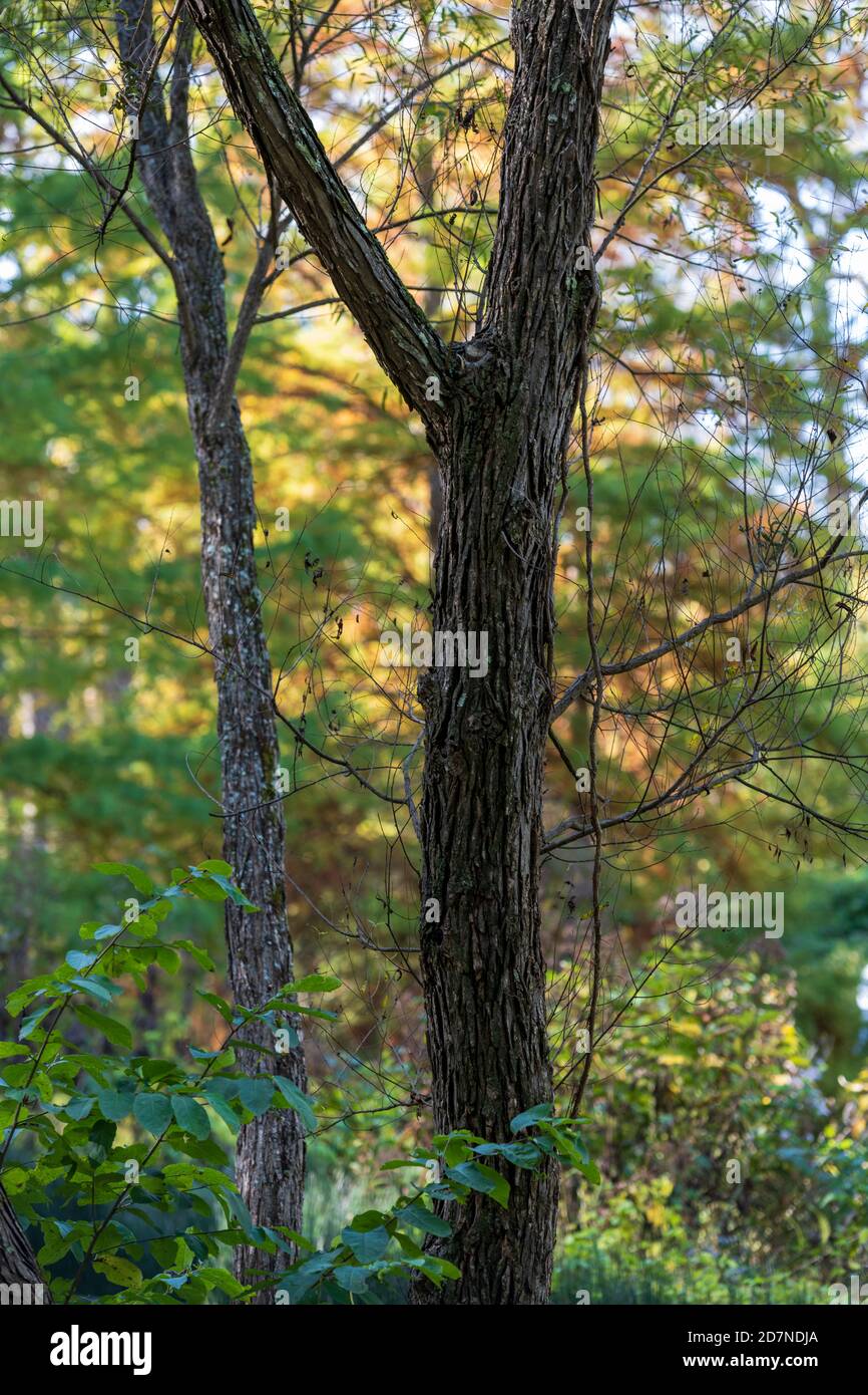 A telephoto lens photo focused on two tree trunks within the larger ...