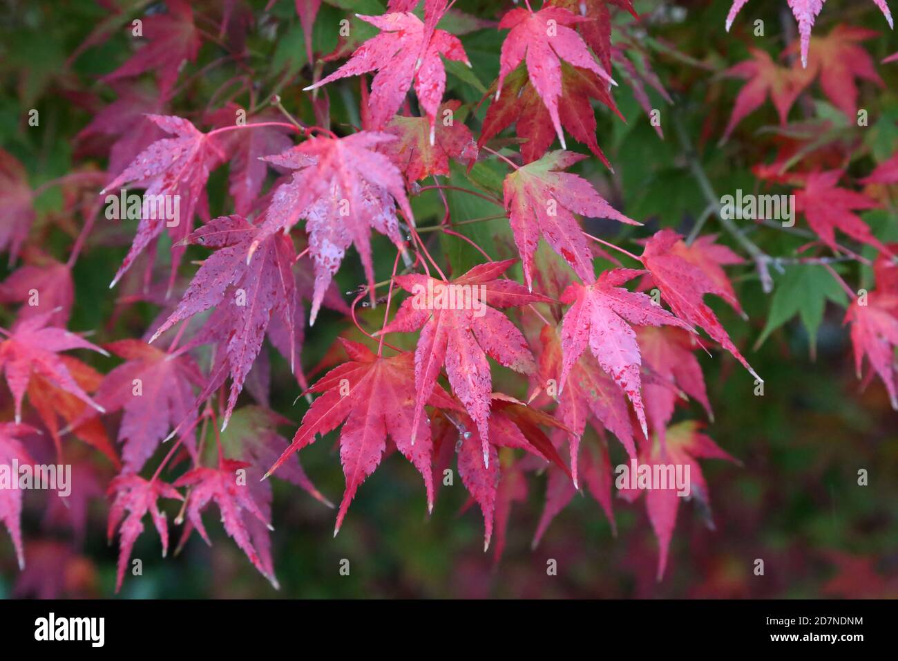 Closeup shot autumnal tree hi-res stock photography and images - Alamy