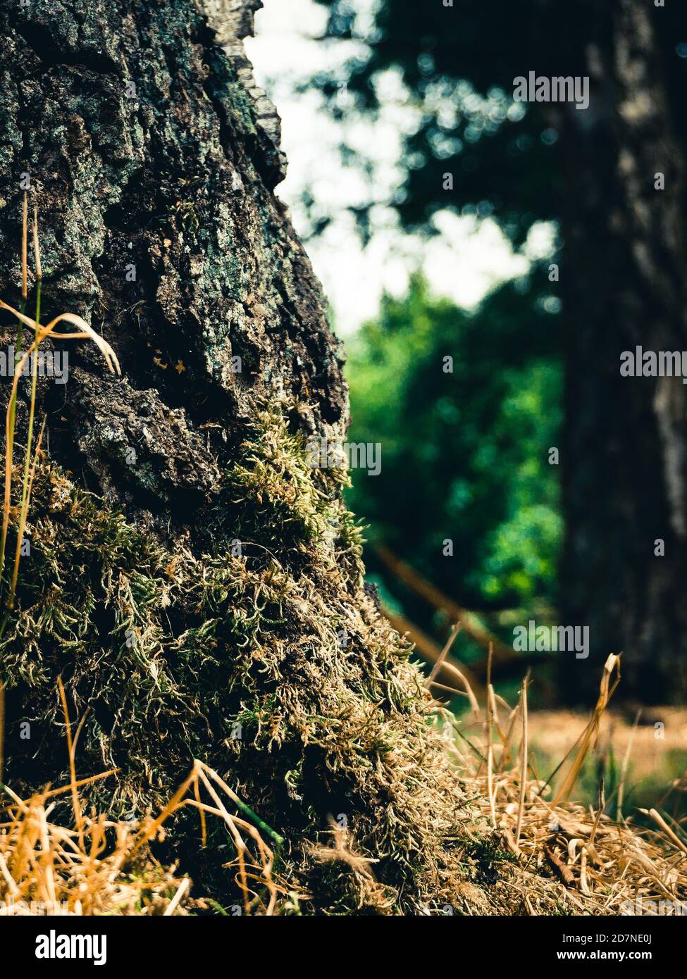 Tree stump grass illustration hi-res stock photography and images - Alamy