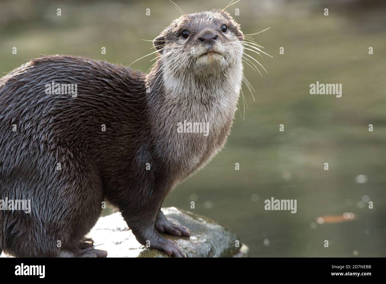 Otter On A Rock Stock Photo - Alamy