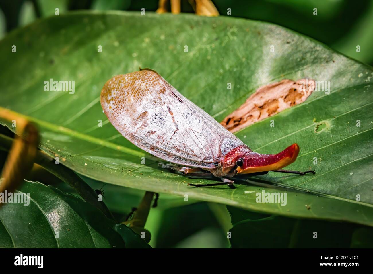 Lantern bug borneo hi-res stock photography and images - Alamy