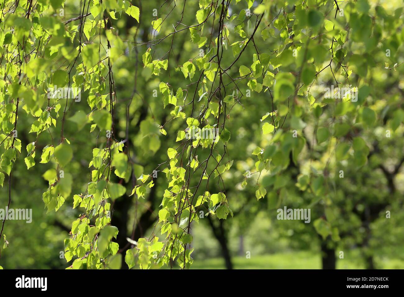 First leaves on trees in spring in a forest Stock Photo - Alamy