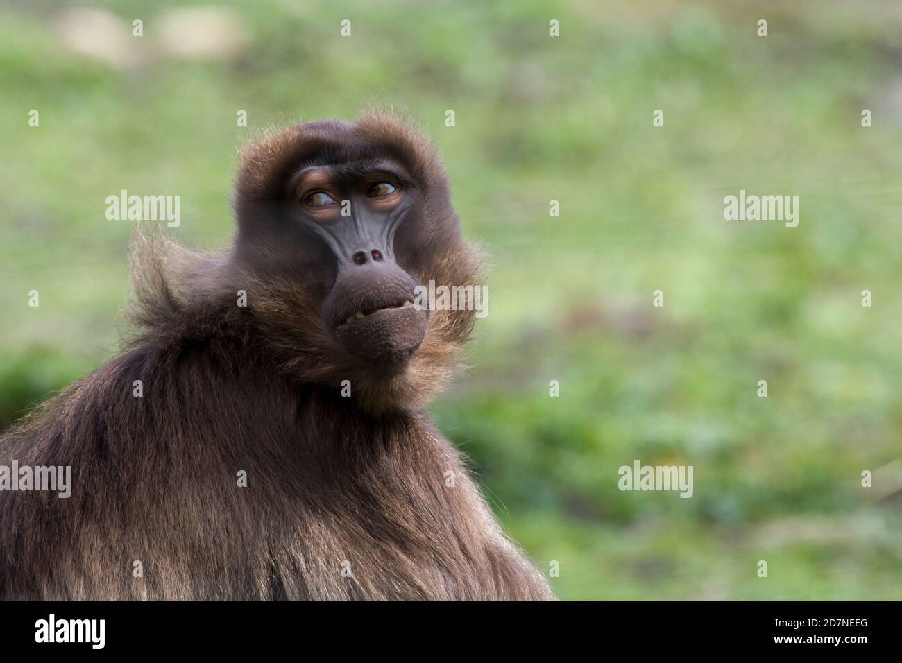 Long haired baboon hi-res stock photography and images - Alamy