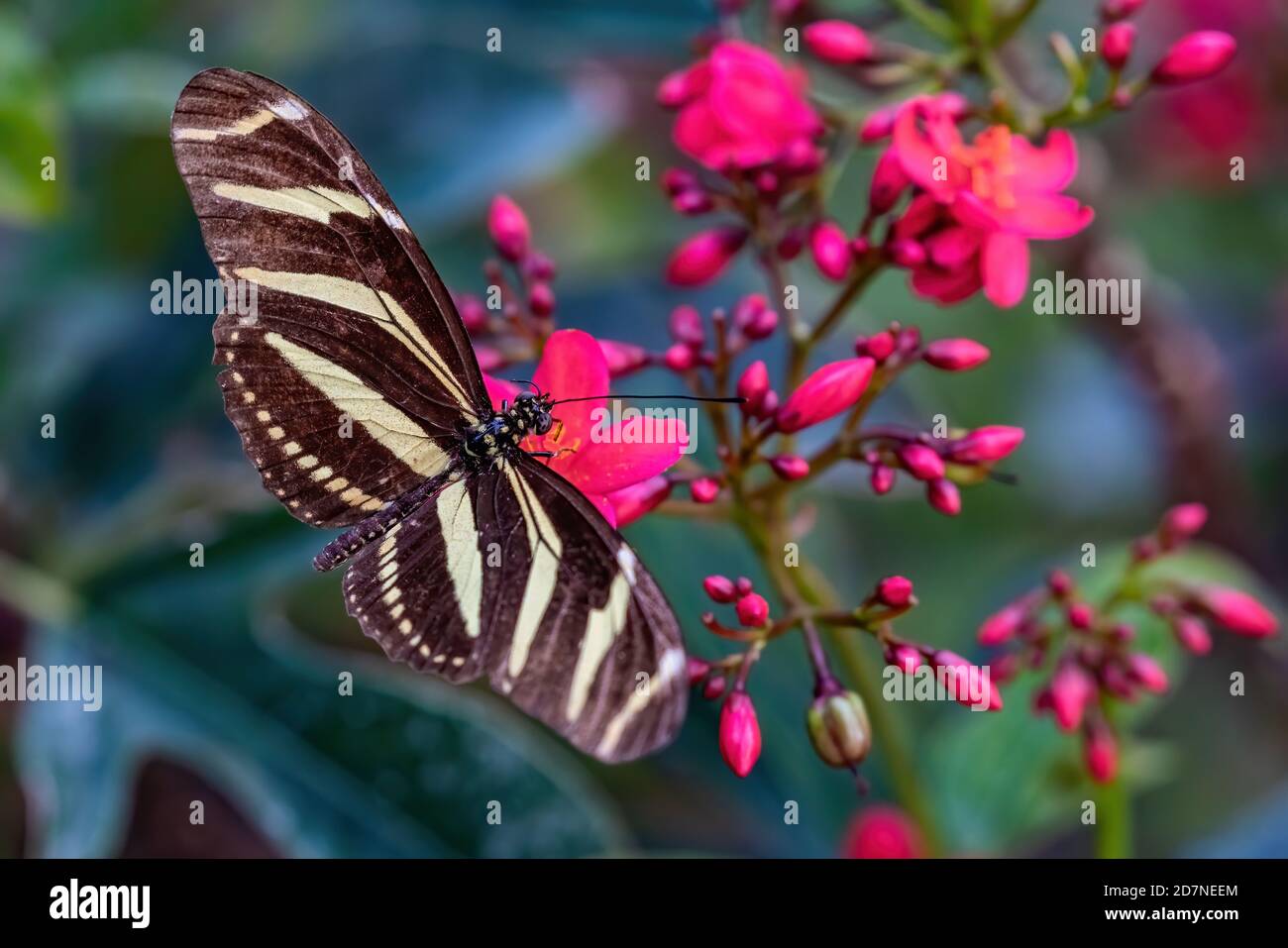 Zebra longwing butterfly Stock Photo - Alamy
