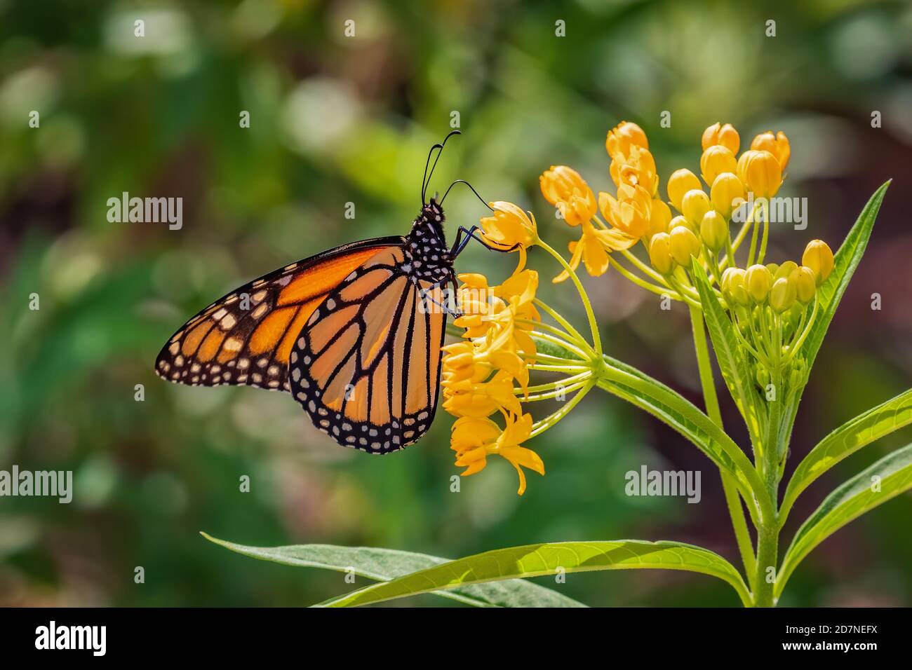 North carolina monarch butterfly hi-res stock photography and images ...