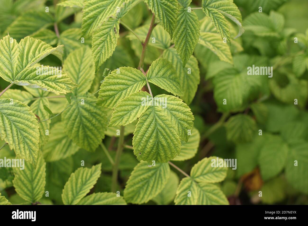 Shot of green leaves of raspberries - perfect for background or ...