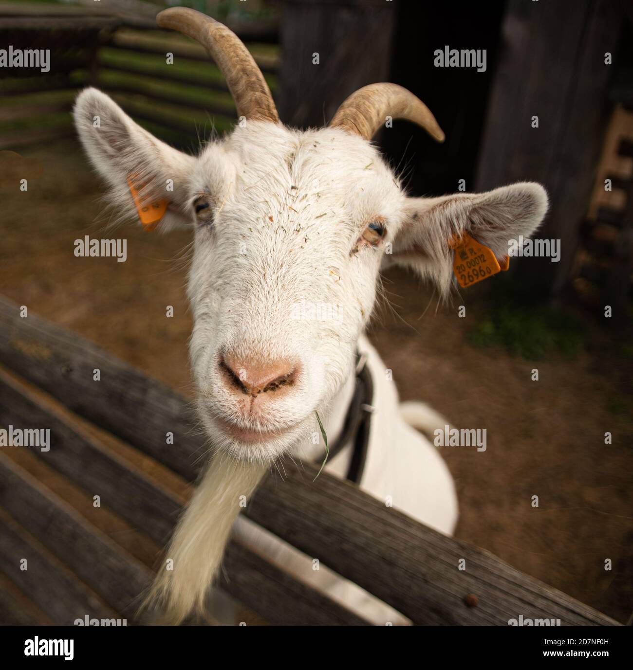 Close-up photo of a white goat Stock Photo - Alamy