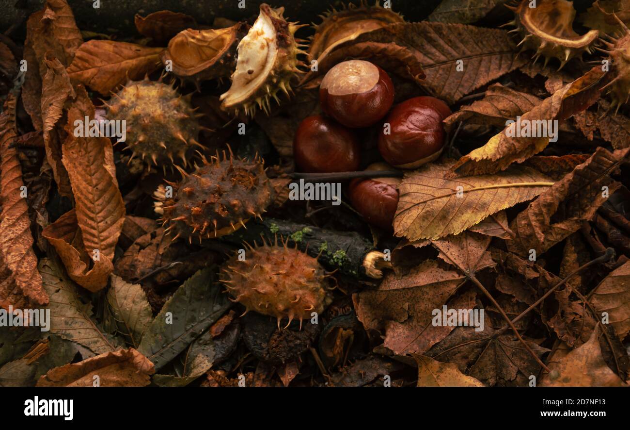 The symbol of autumn - fallen leaves and chestnuts Stock Photo - Alamy