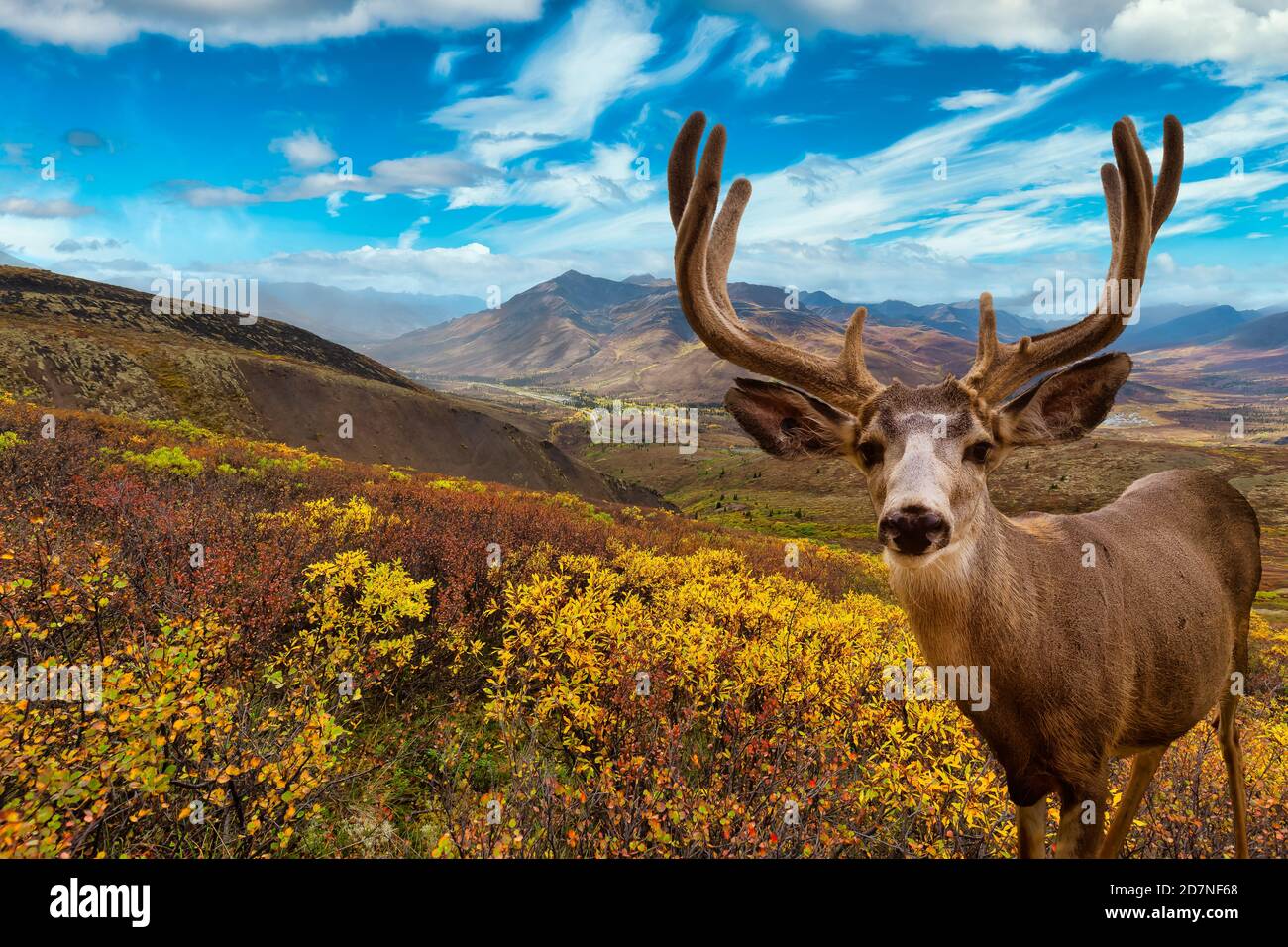Canadian deer head hi-res stock photography and images - Alamy