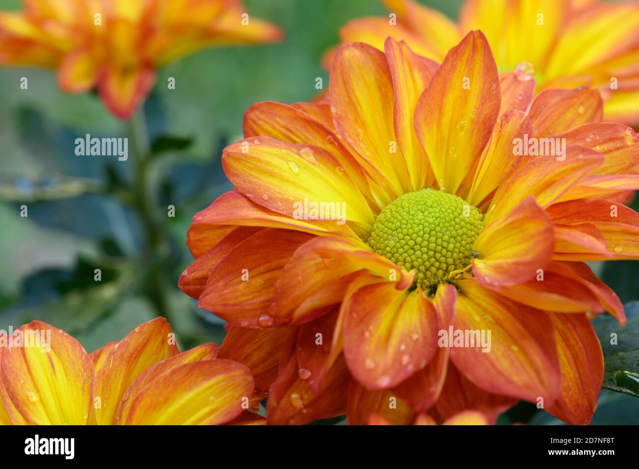 Multicolor mums hi-res stock photography and images - Alamy
