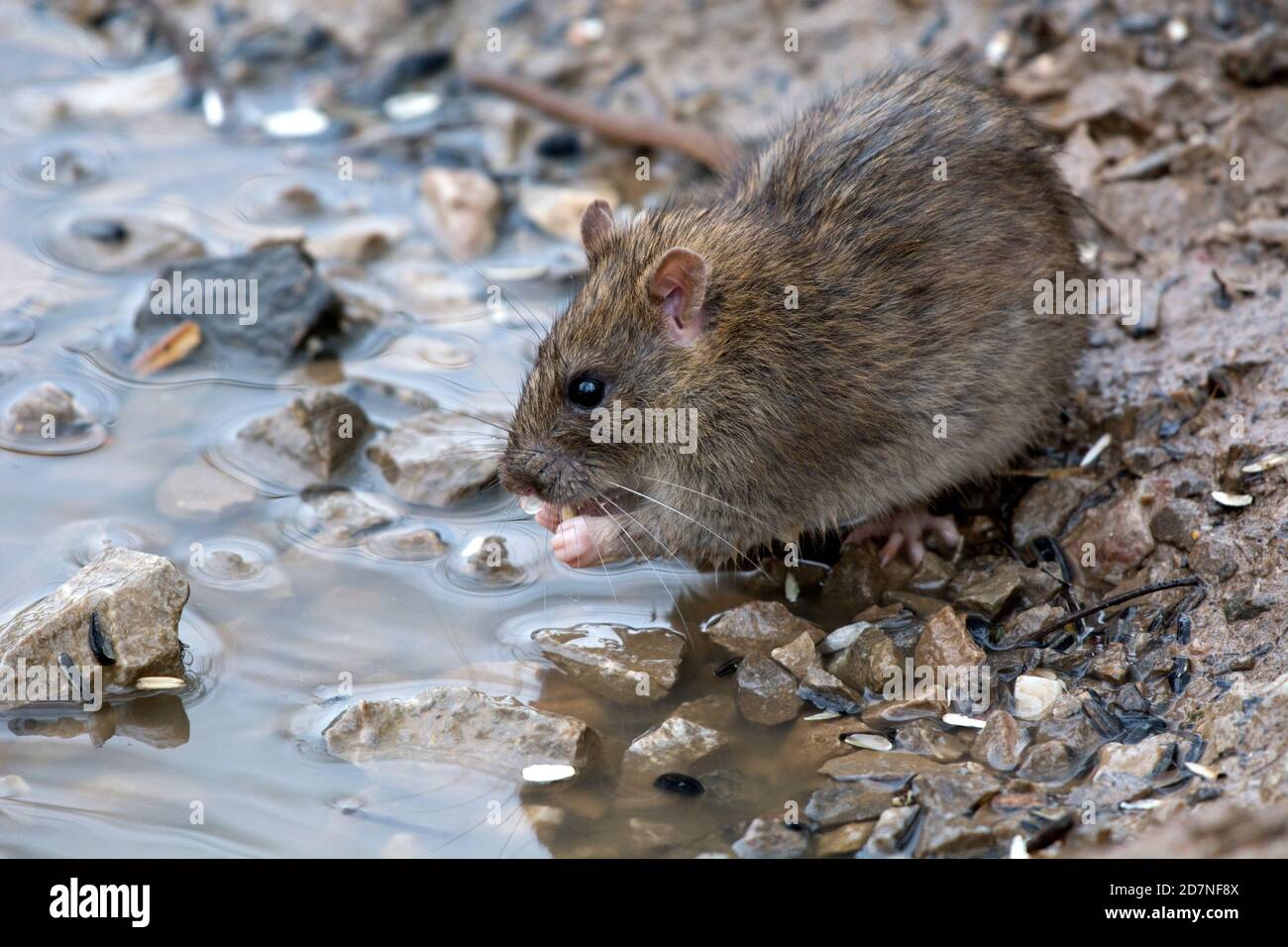 Brown Rat Drinking From A Stream Stock Photo - Alamy