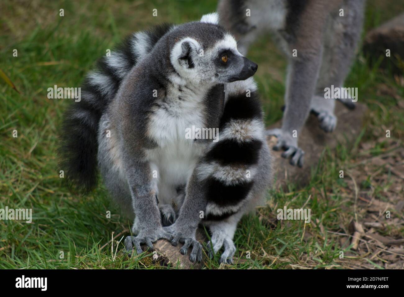 Ring Tailed Lemur Stock Photo - Alamy