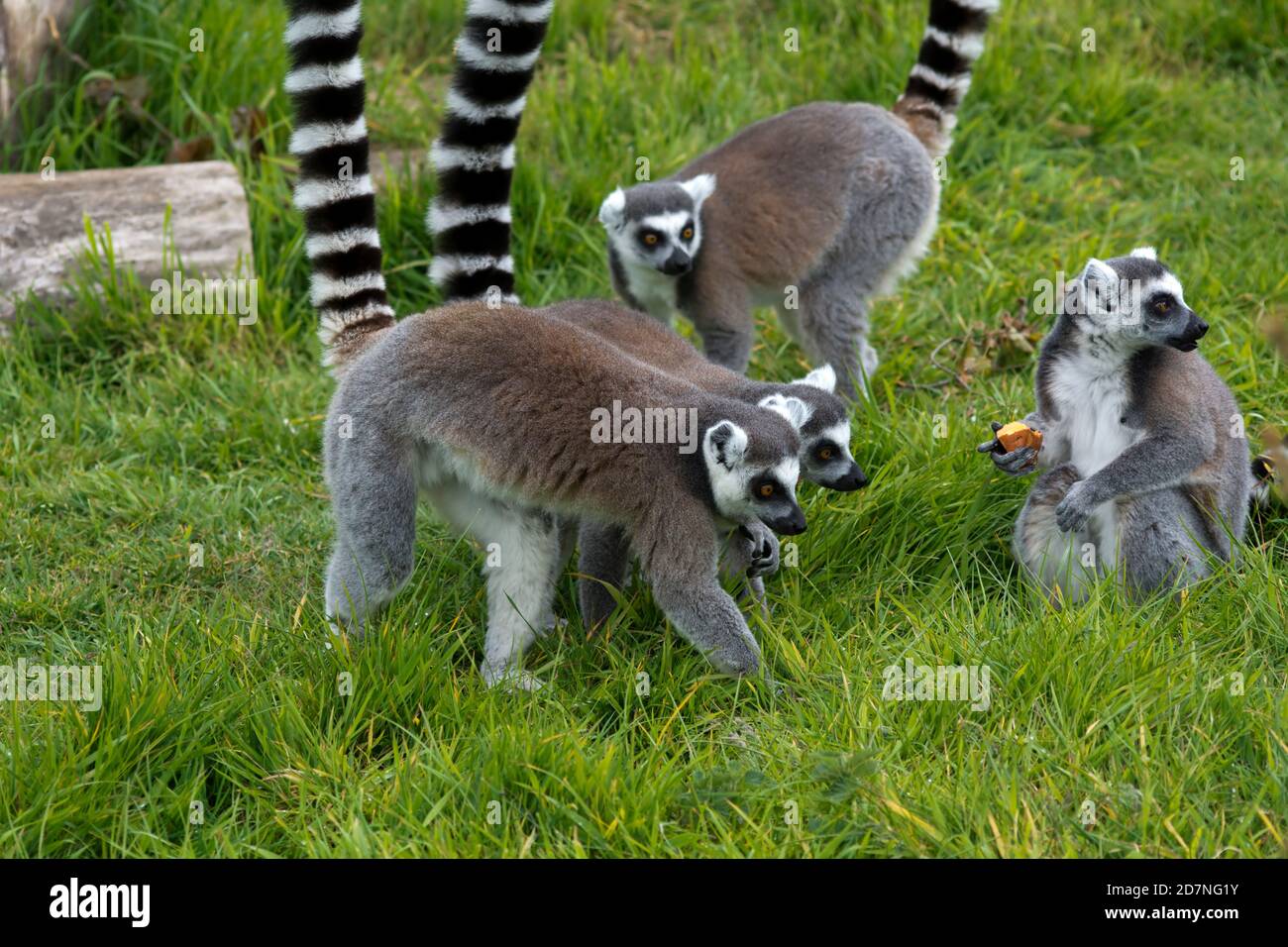 A Troop Of Ring Tailed Lemurs Stock Photo - Alamy