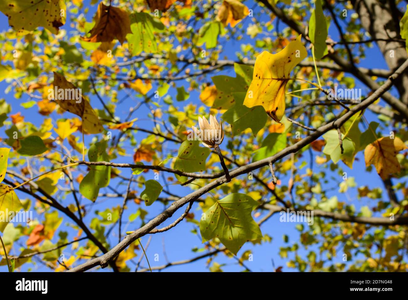 Tulip Tree (liriodendron Tulipifera) High Resolution Stock Photography ...