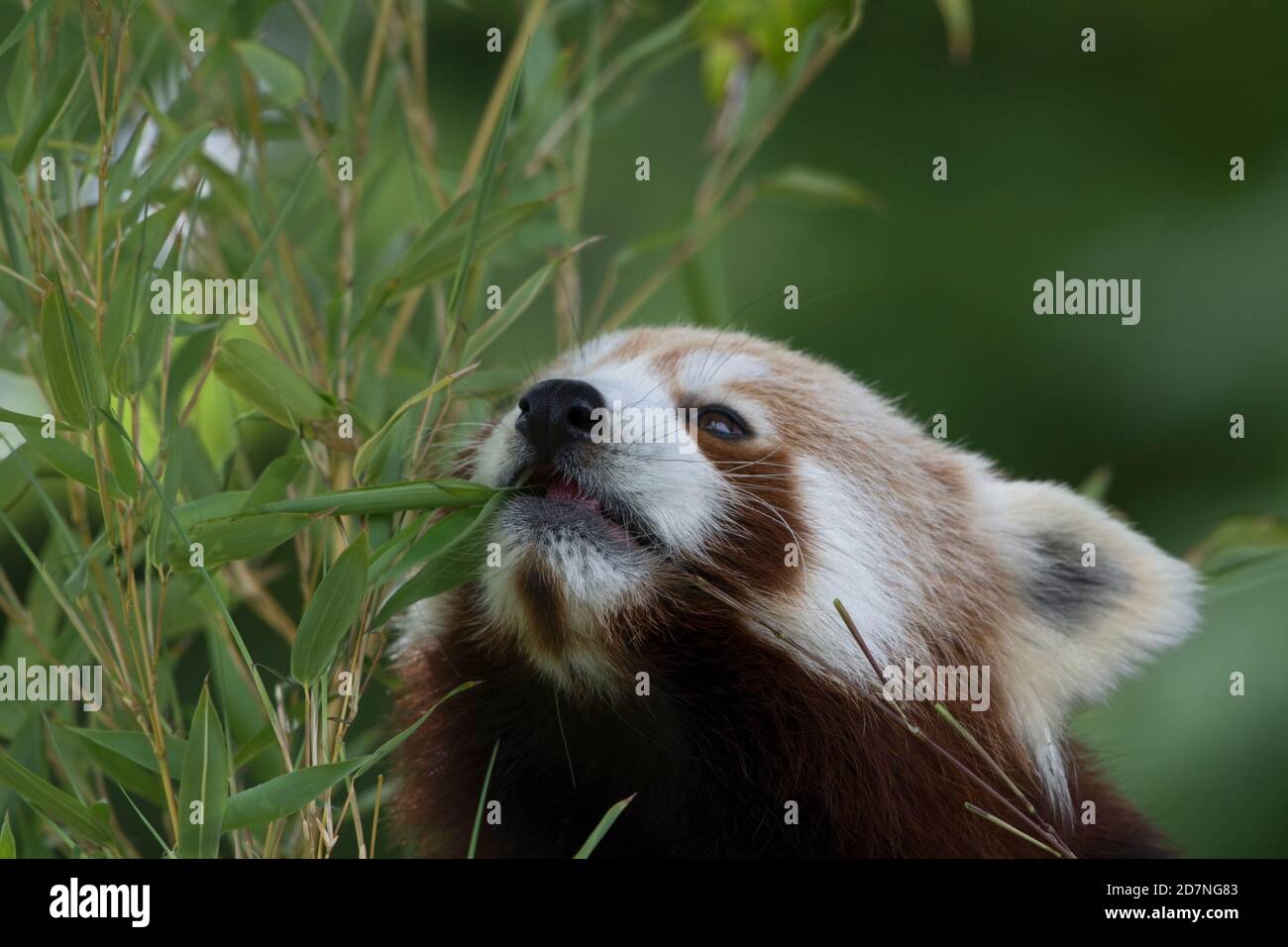 Bhalu hi-res stock photography and images - Alamy